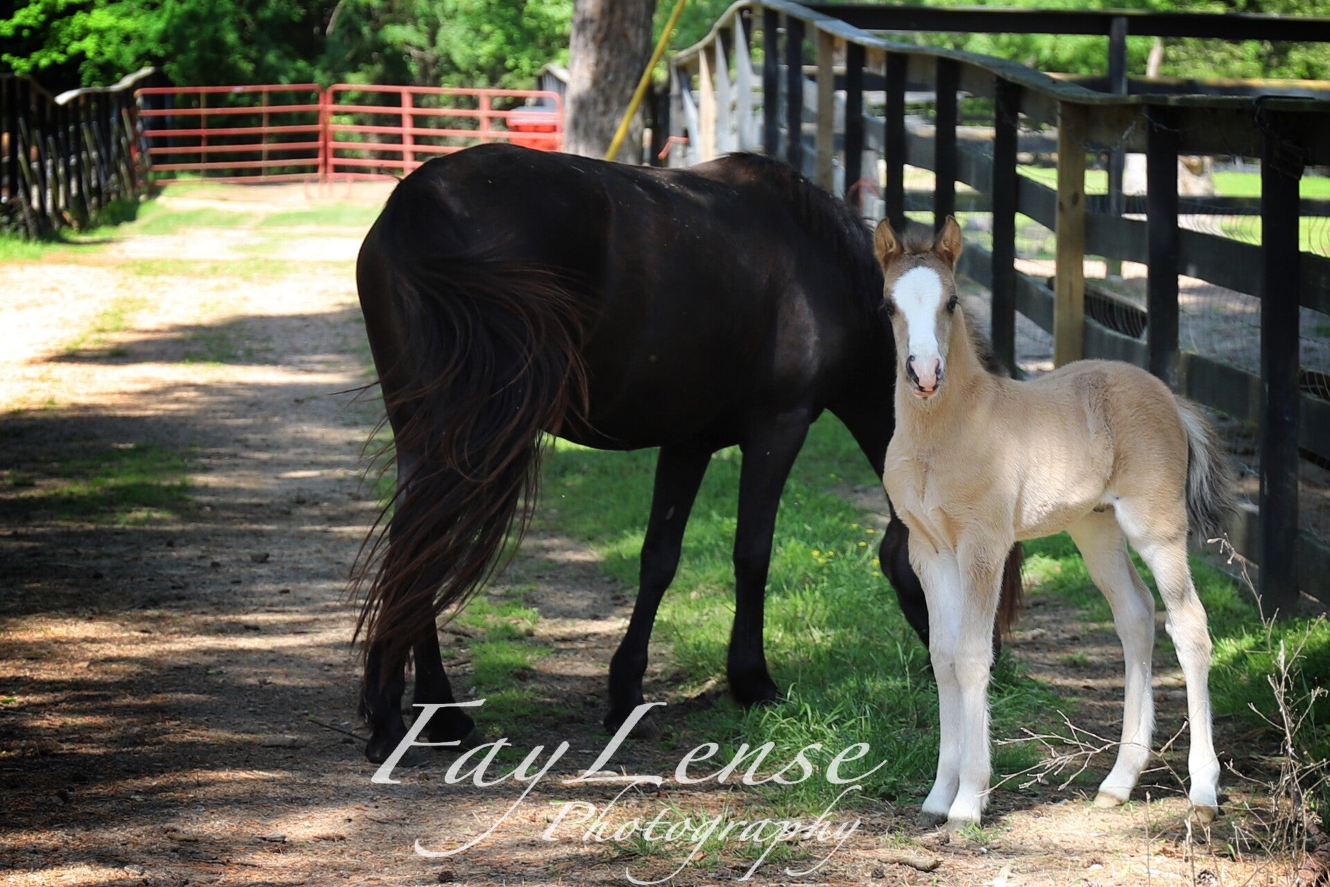 Available l Faylin Welsh