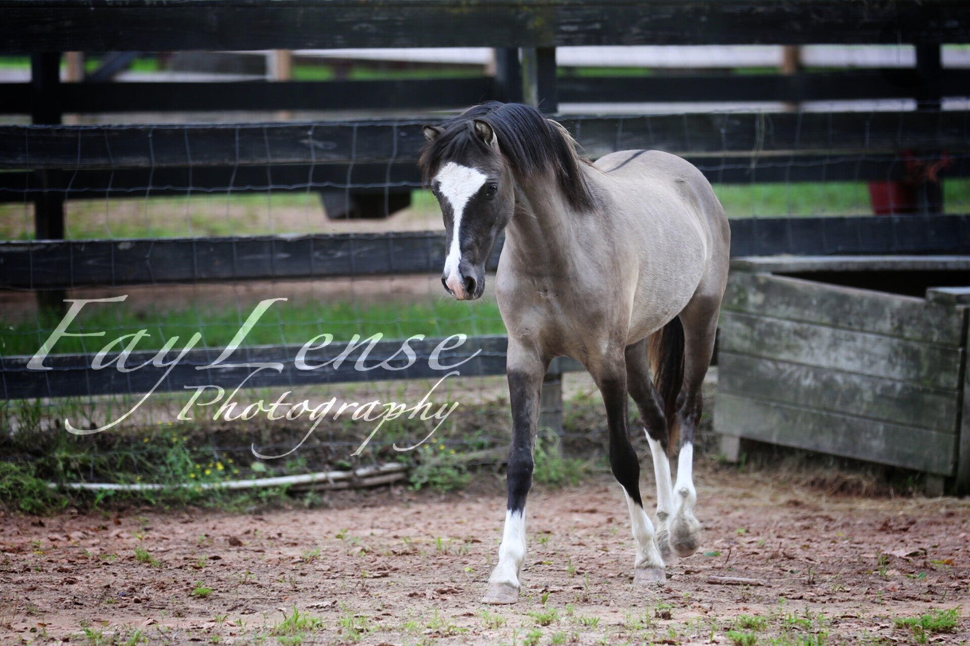 Stallions l Faylin Welsh