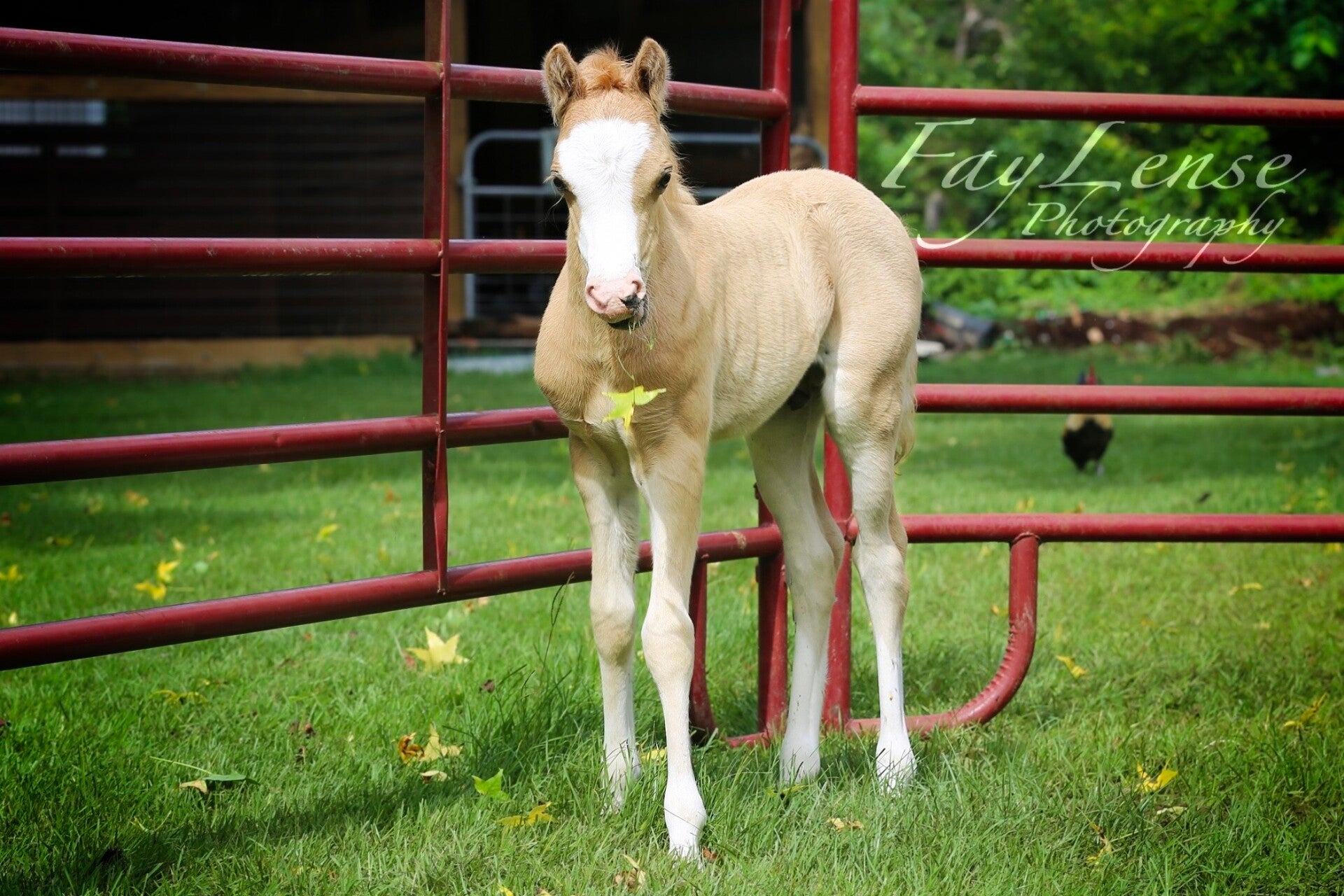 Available l Faylin Welsh