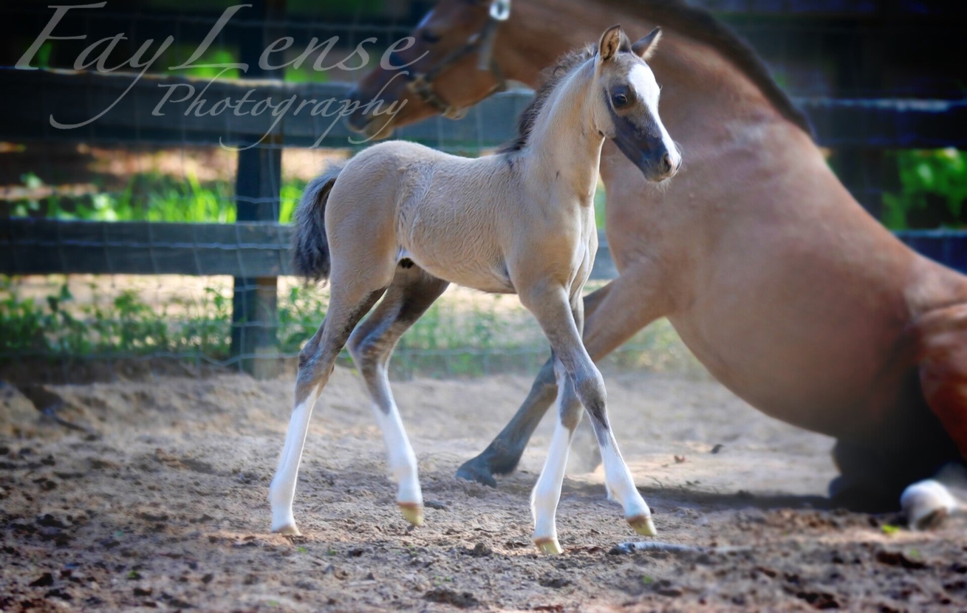 Stallions l Faylin Welsh