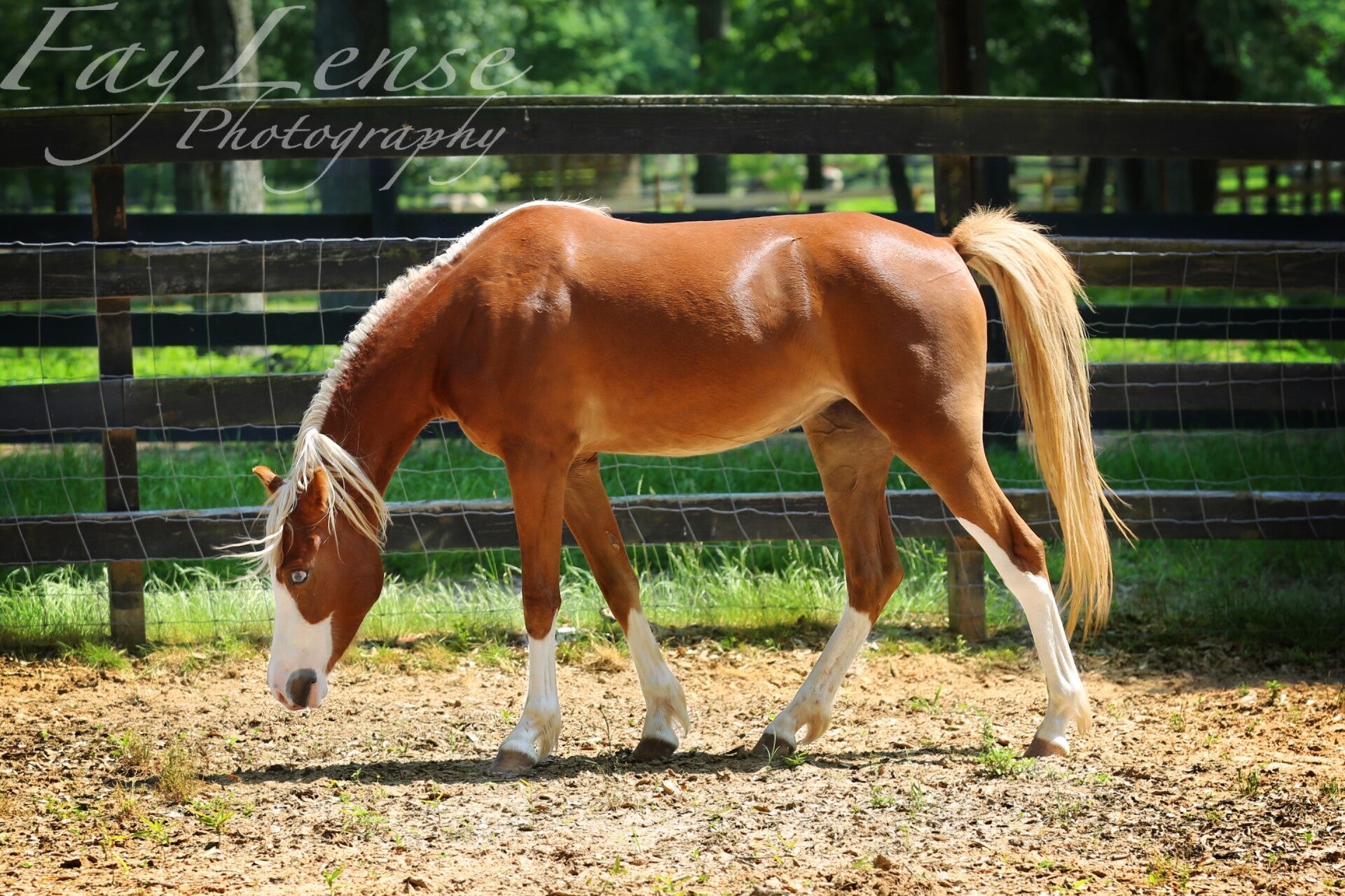 Available l Faylin Welsh