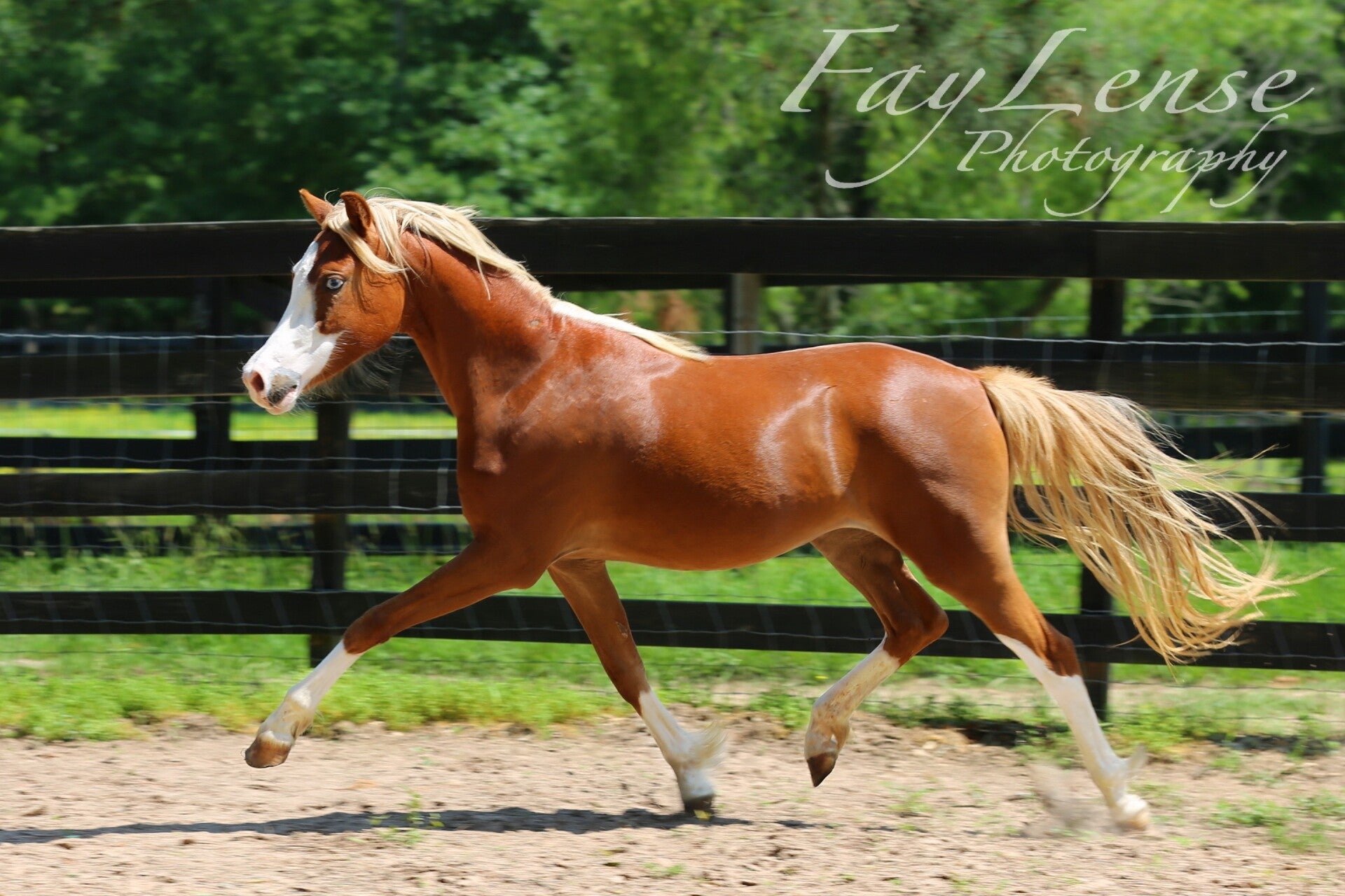 Available l Faylin Welsh