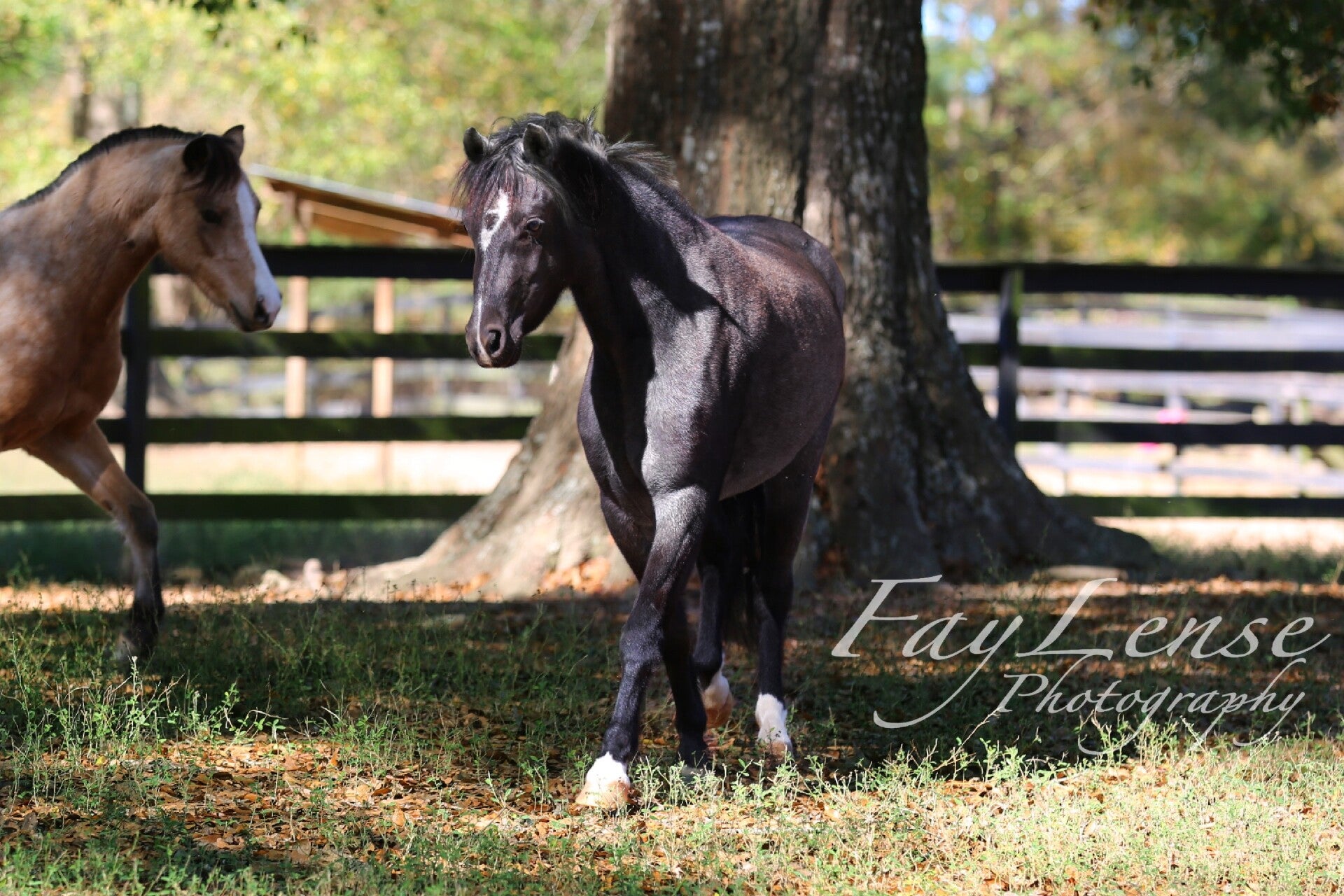 Available l Faylin Welsh