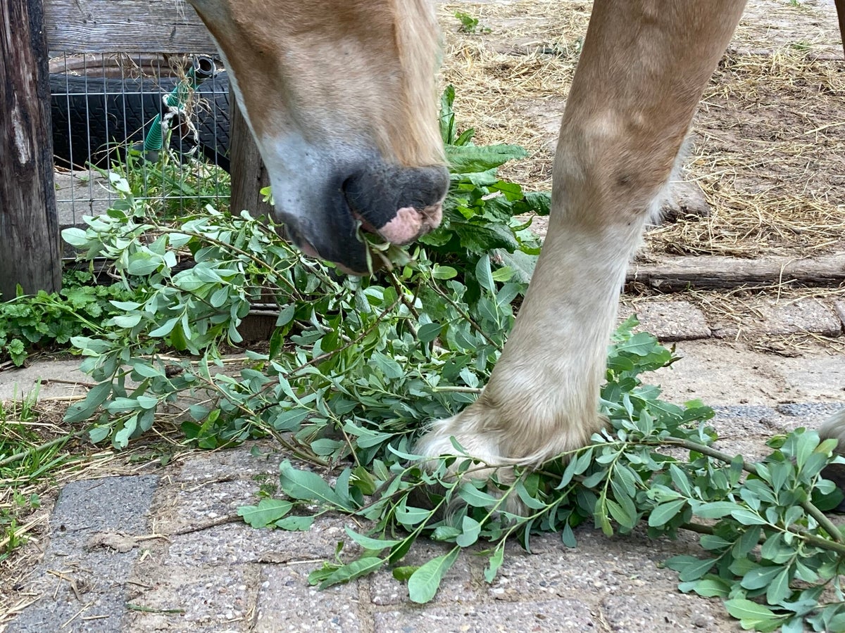 Ruwvoer anders / Blogs | EQUINOJI - Onafhankelijk voedingsadvies voor uw paard