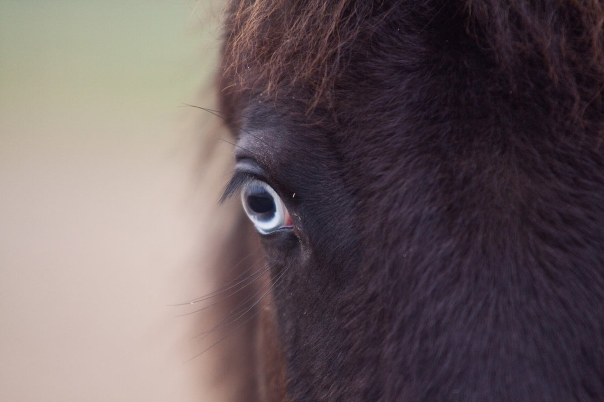 Gratis | EQUINOJI - Onafhankelijk voedingsadvies voor uw paard