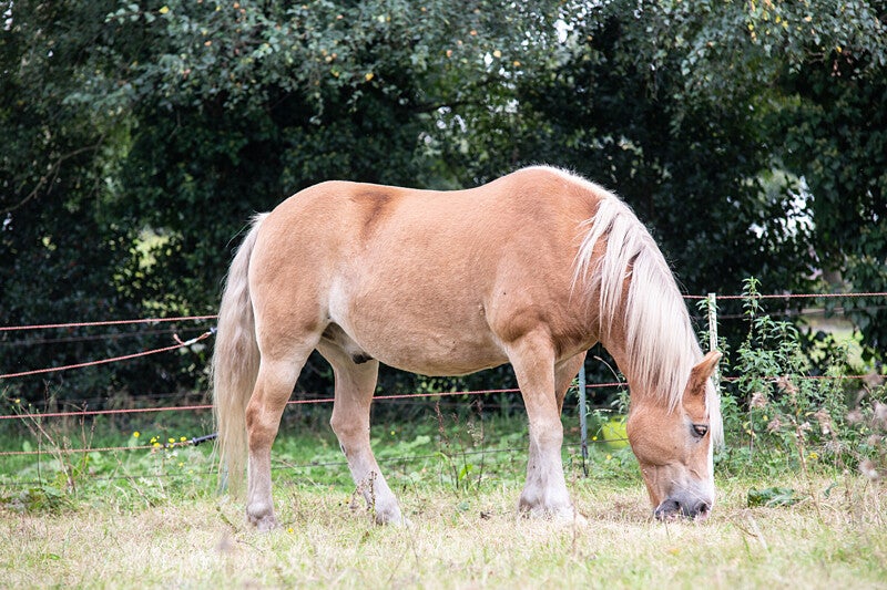Help mijn paard is te dik! / Blogs | EQUINOJI - Onafhankelijk voedingsadvies voor uw paard
