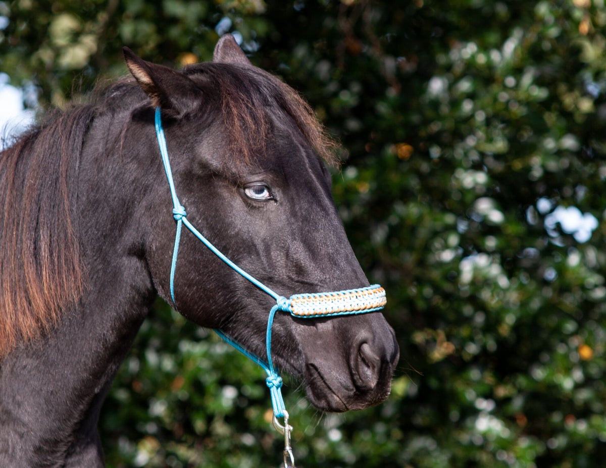 Maagproblemen bij je paard / Blogs | EQUINOJI - Onafhankelijk voedingsadvies voor uw paard