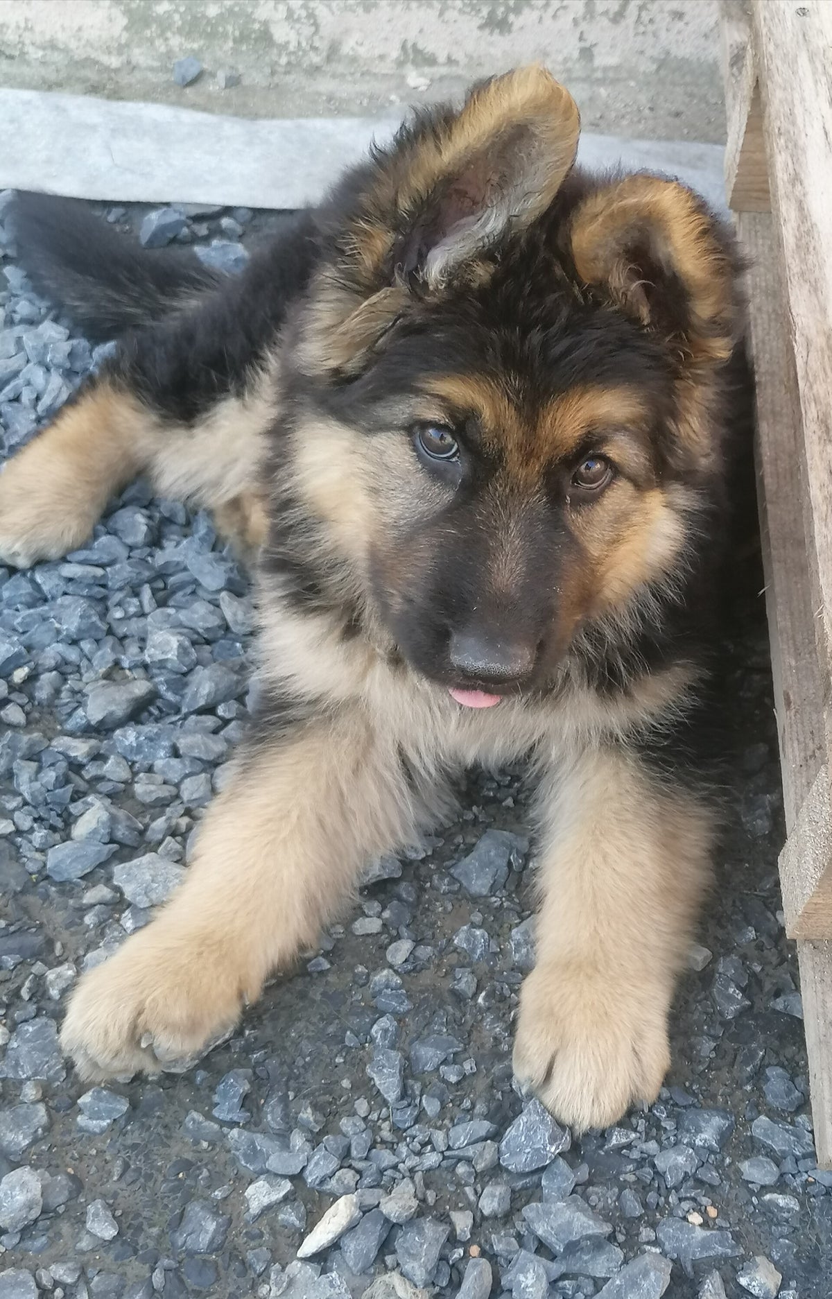 Nos chiens / Les Altdeutscher Schäferhund / L'Élevage | D'artagnan farm