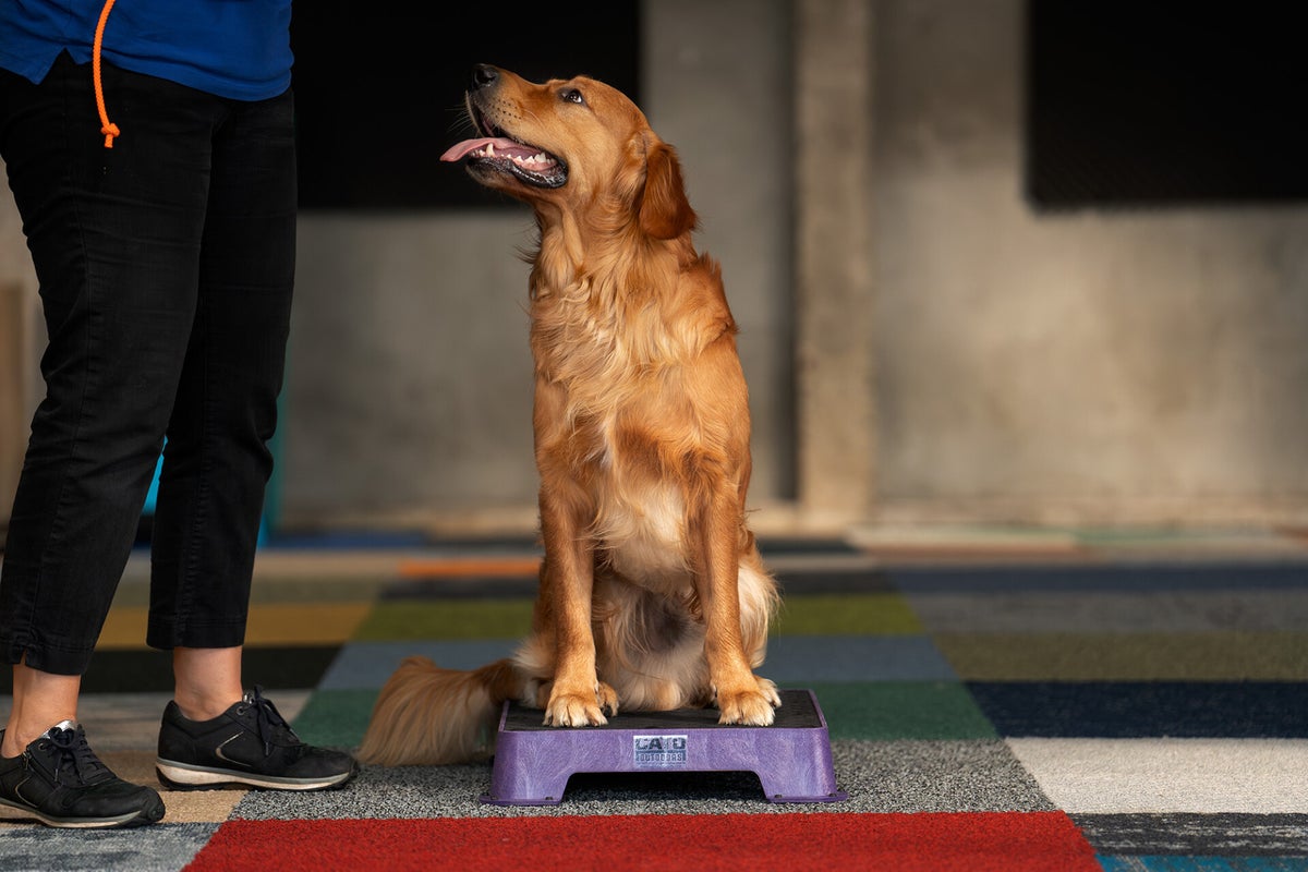 Extra informatie jonge honden / Brugklas / Cursus aanbod | Hondenschool ...