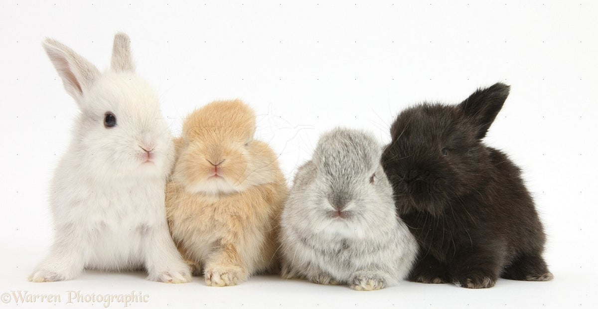 Our Lops | Fluffy Mini lops Paradise