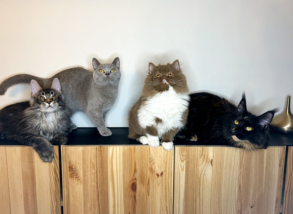 Cattery Felidae