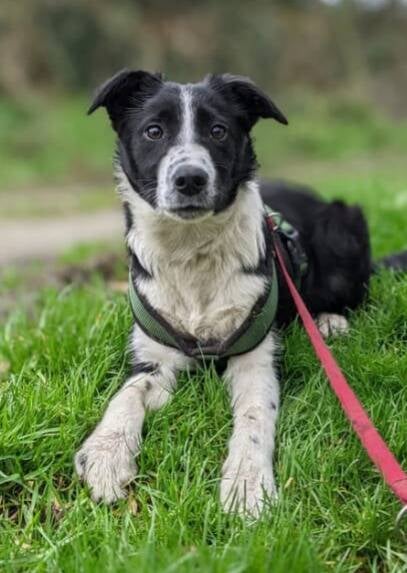 Animals for rehoming | Ash Animal Rescue