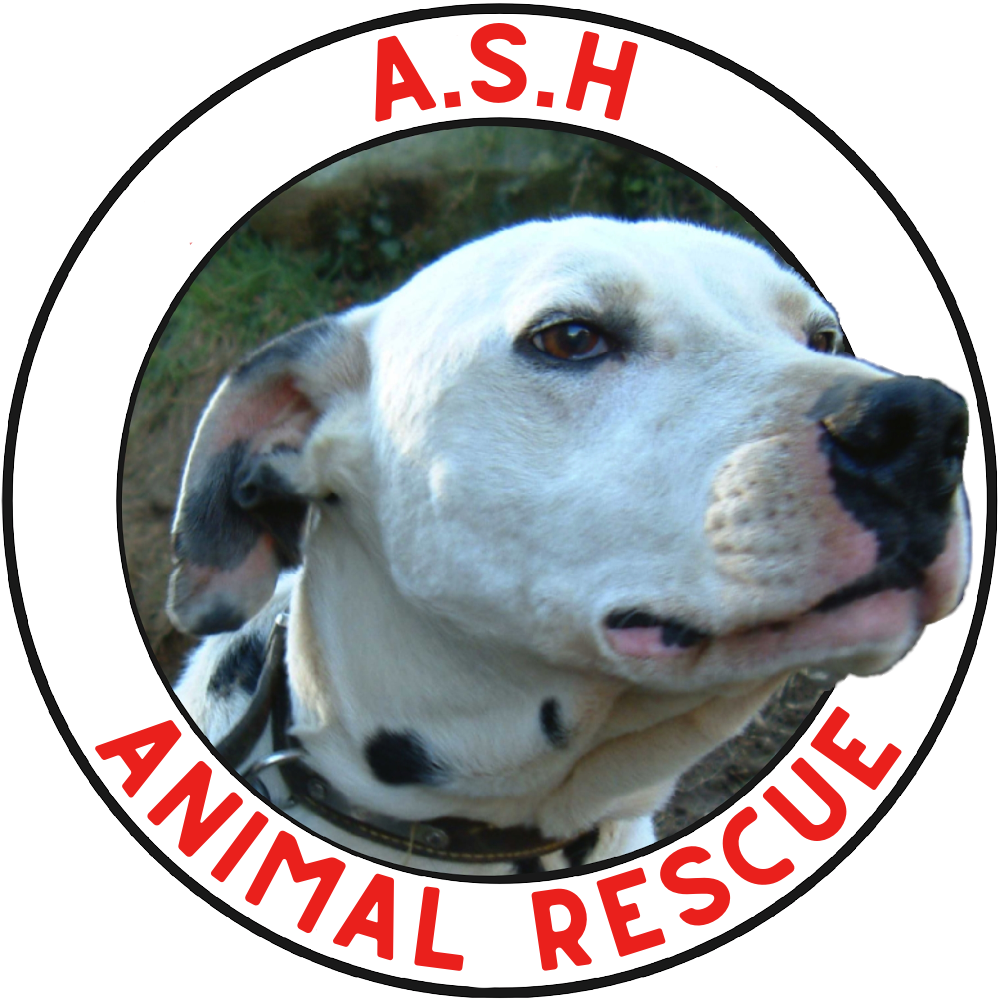 About us | Ash Animal Rescue