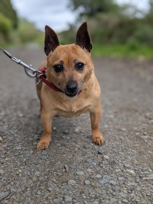 Animals for rehoming | Ash Animal Rescue