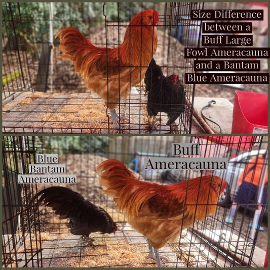 About Our Bantam Breeds | redroofhens