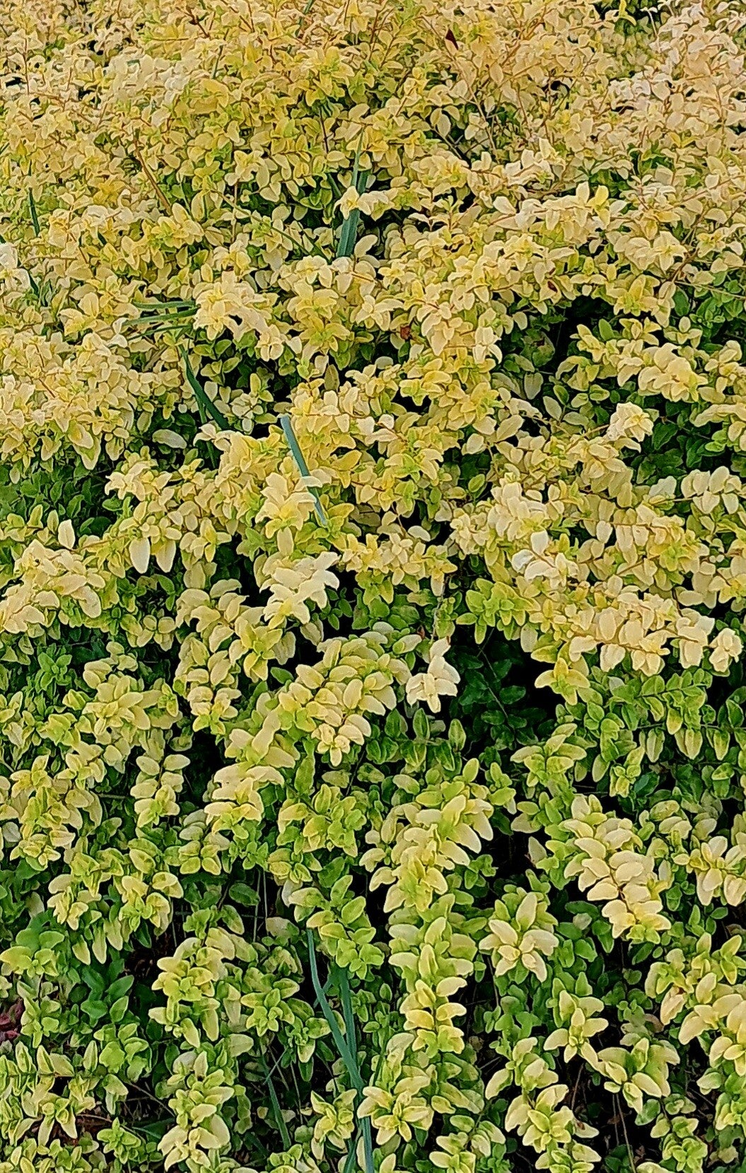 Our Services | AAA LANDSCAPING AND TREES