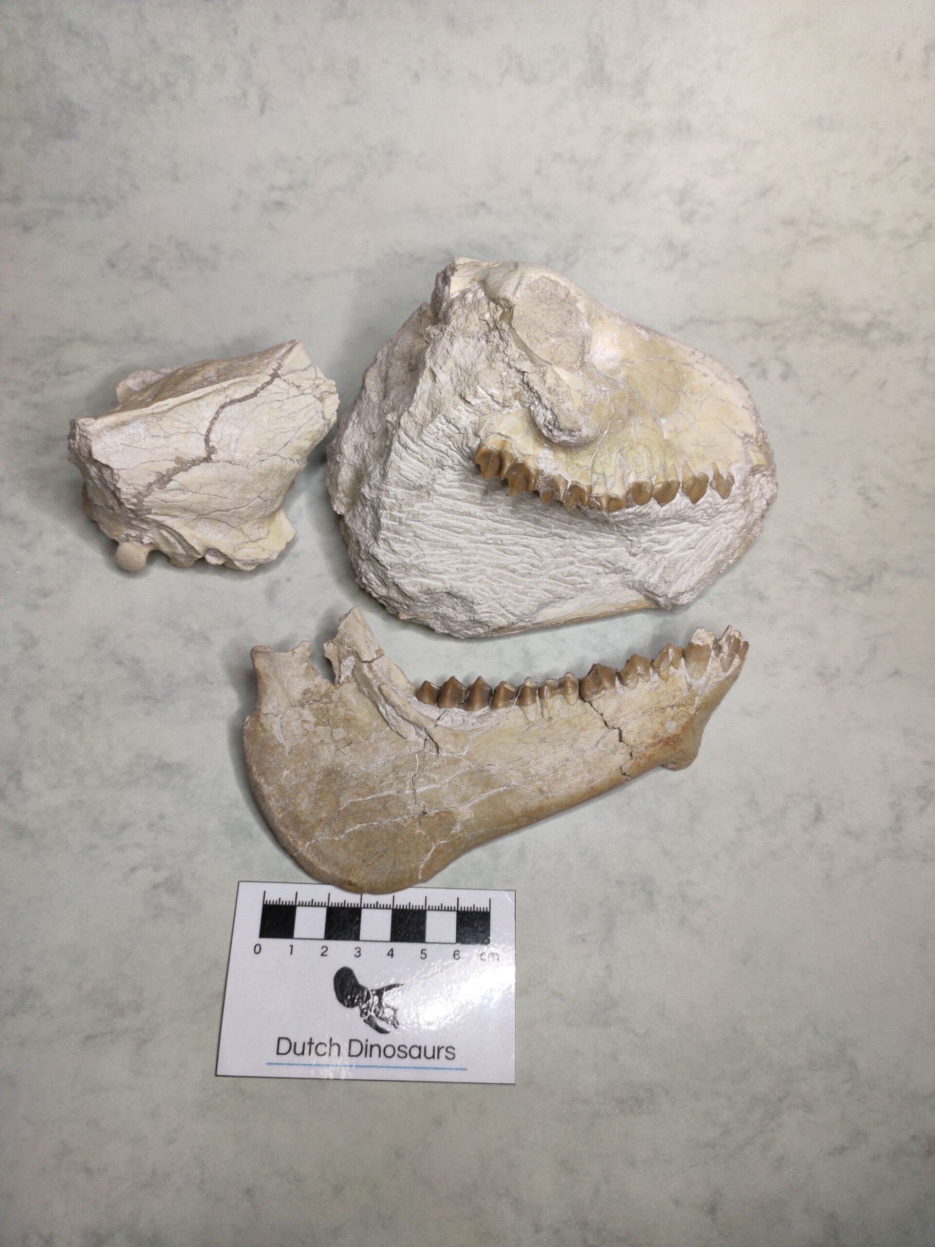 Oreodont Skull / Projects / Preparation | Dutch Dinosaurs