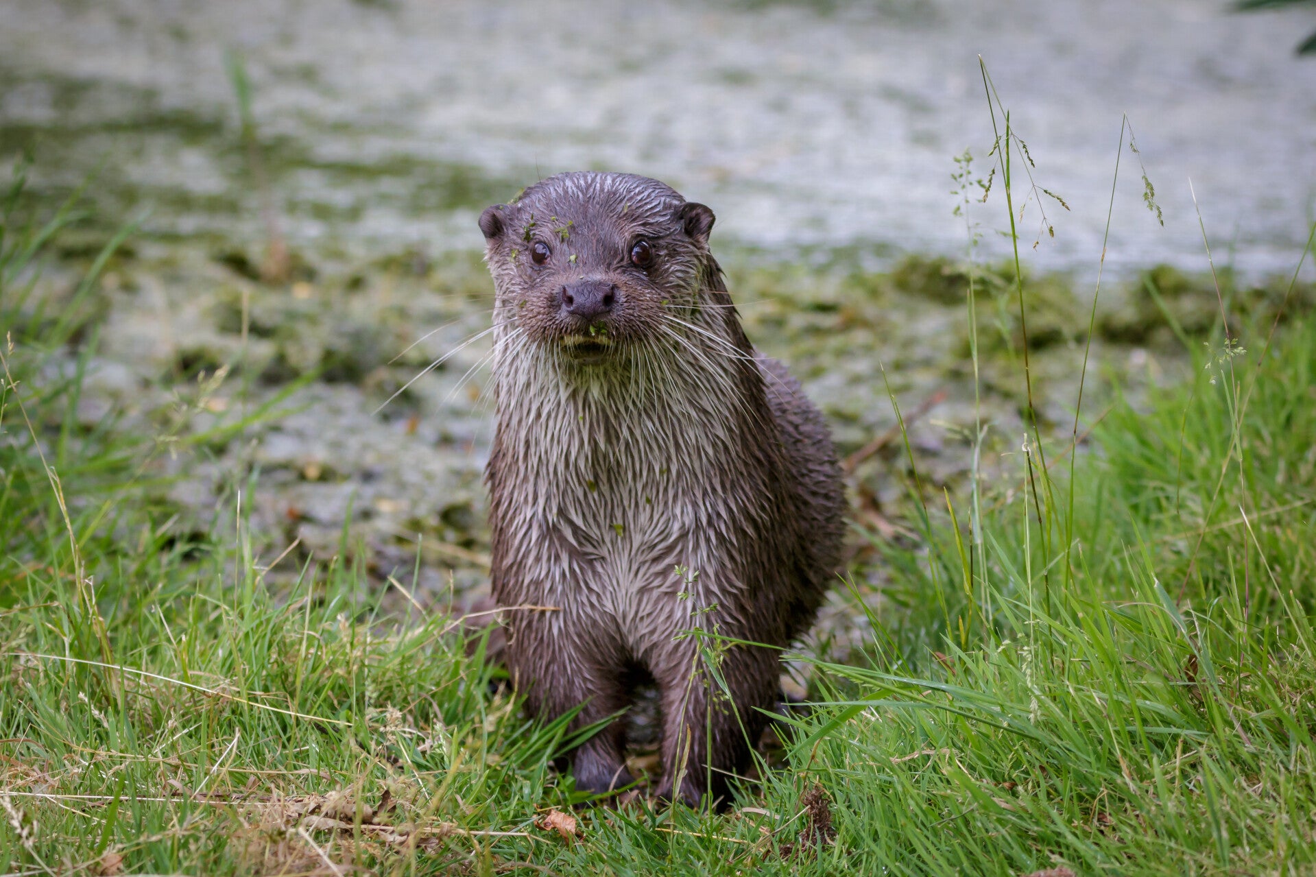 Europese Otter / De Otter | Stichting Otterstation Nederland