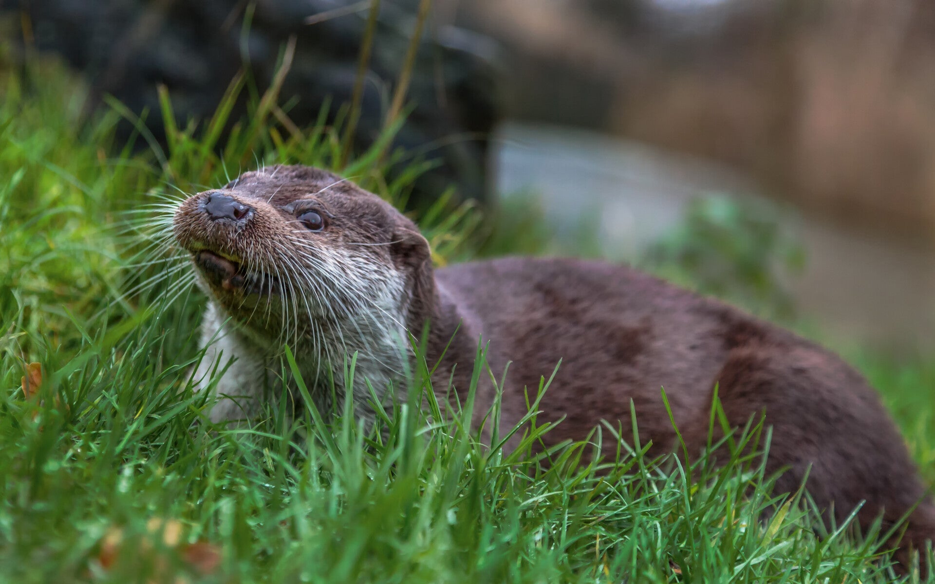 Europese Otter / De Otter | Stichting Otterstation Nederland
