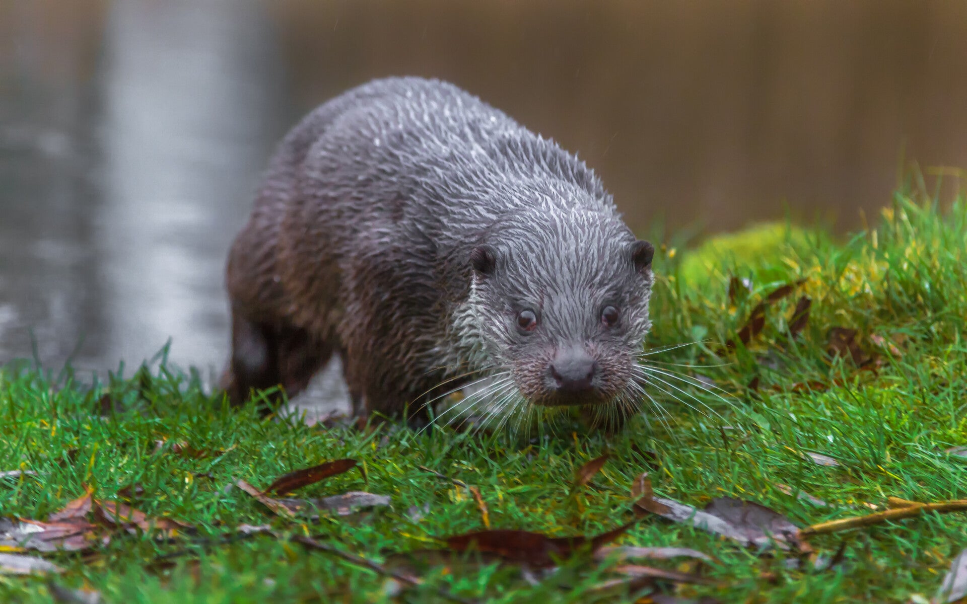 Europese Otter / De Otter | Stichting Otterstation Nederland