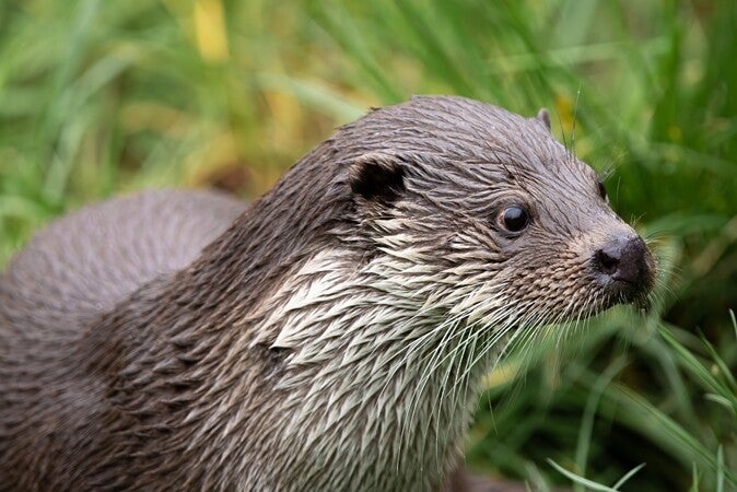 Het leven van de otter / Europese Otter / De Otter | Stichting ...