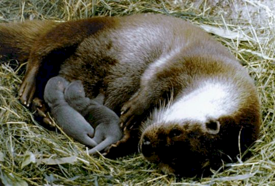 Het leven van de otter / Europese Otter / De Otter | Stichting ...