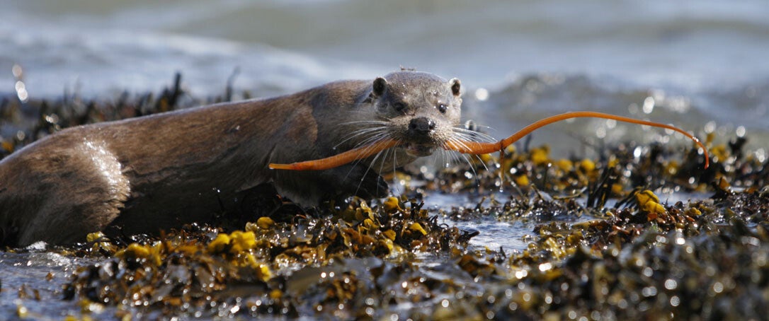 De menukaart van de otter / Europese Otter / De Otter | Stichting ...