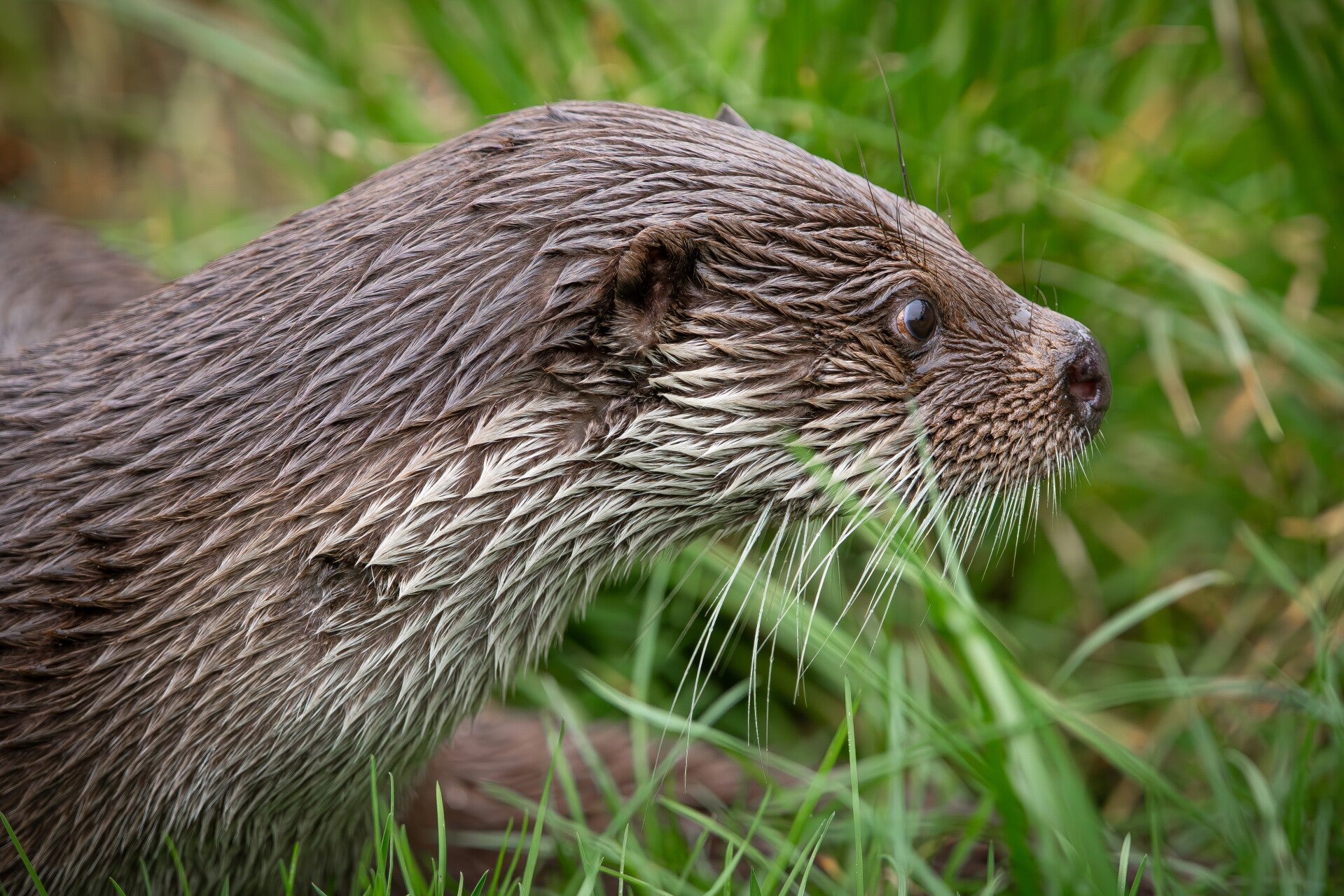 De formidabele zintuigen van de otter / Europese Otter / De Otter ...
