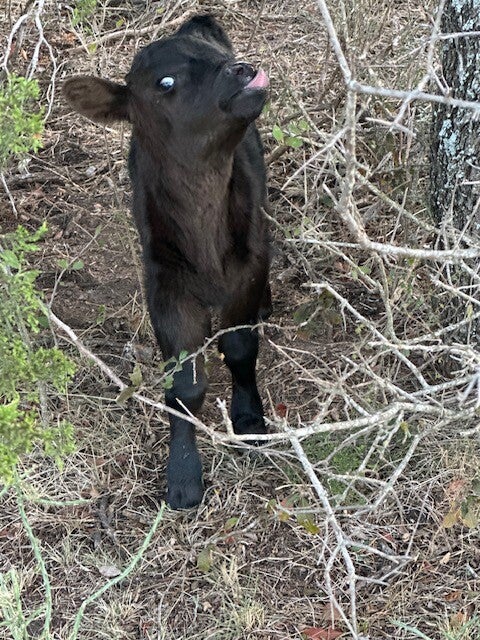 Black Angus Bull Calf | Little Horn Ranch