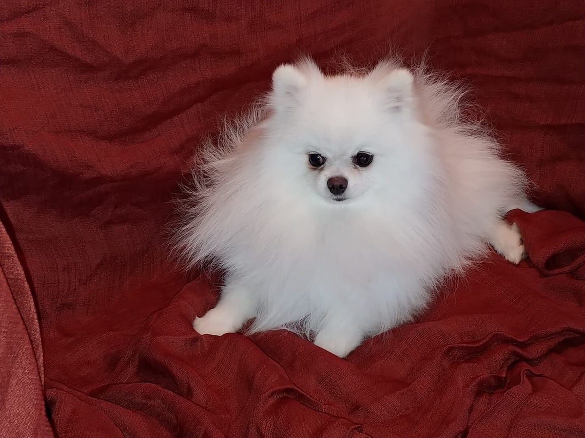 Sofia's white poms