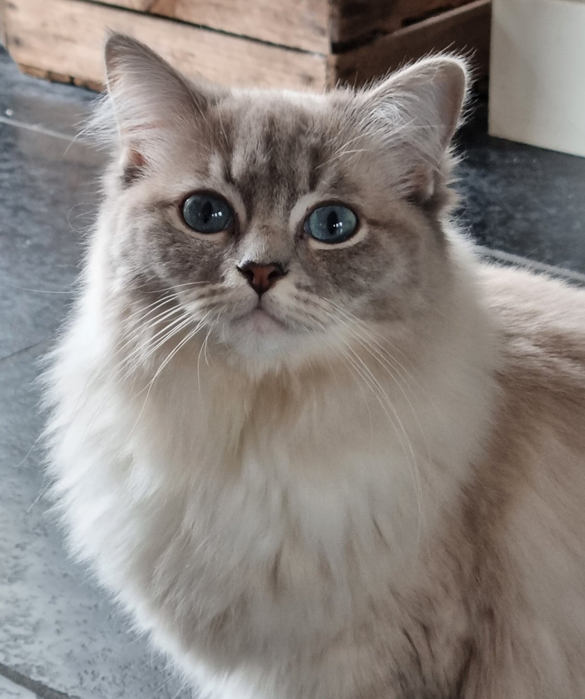 Onze poezen | catterycouchpotato.nl
