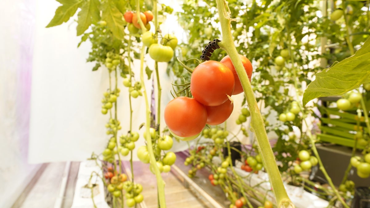 Boost your crop production and quality / Knowledge | Daily-Agro