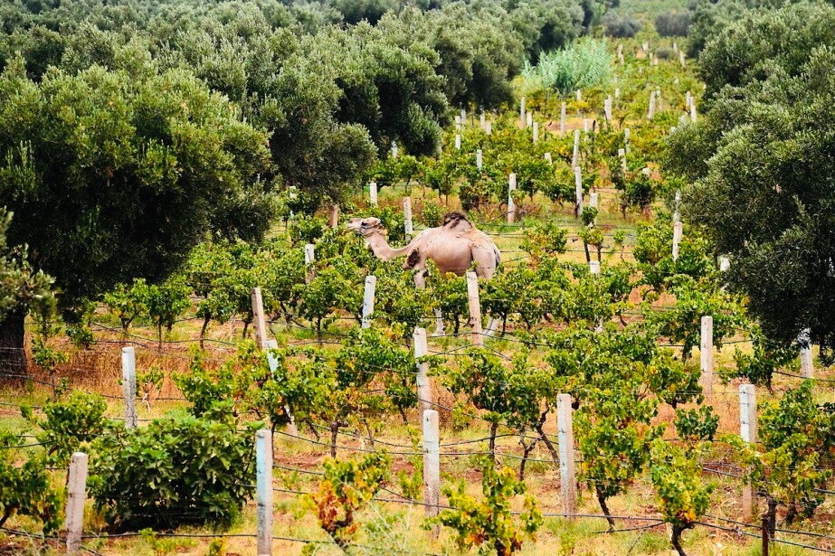 Maroc : Le domaine du Val d’Argan est-il l’avenir des Côtes du Rhône ...