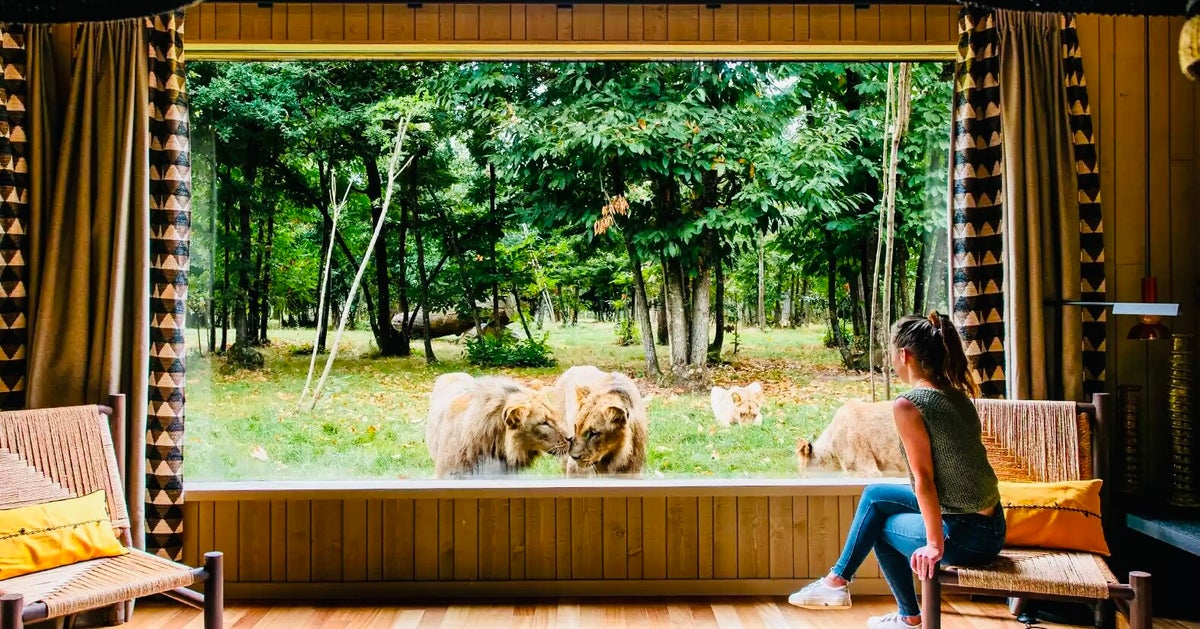 Dormir avec les Animaux Sauvages : Les Meilleurs Parcs Animaliers en ...