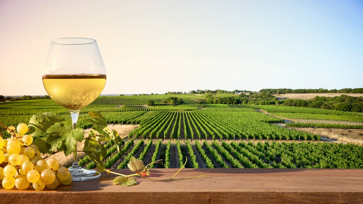 Différence entre appellation et cépage : guide complet pour bien ...