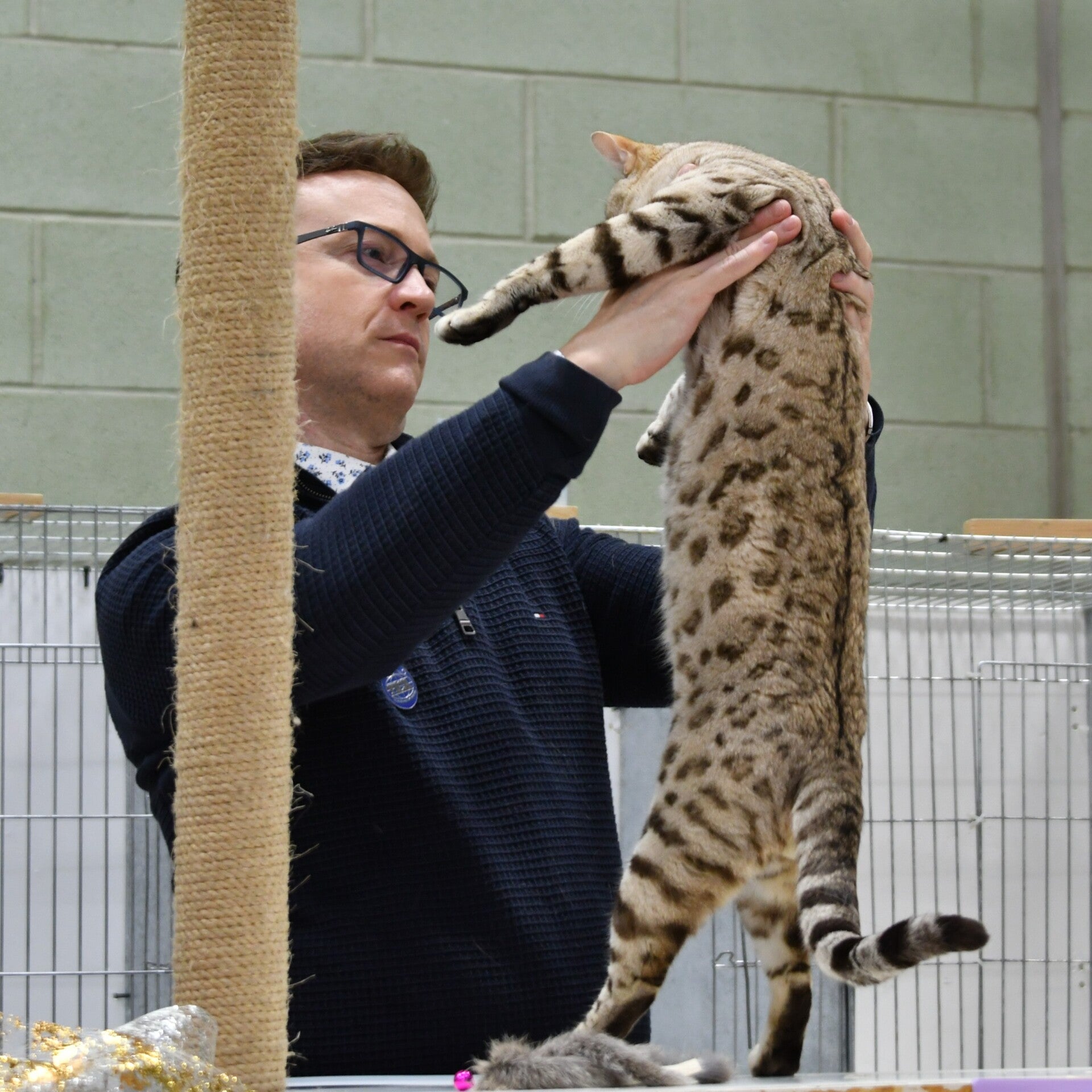 Felinology