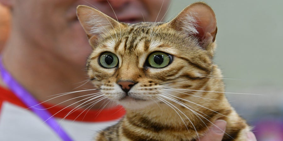 Felinology