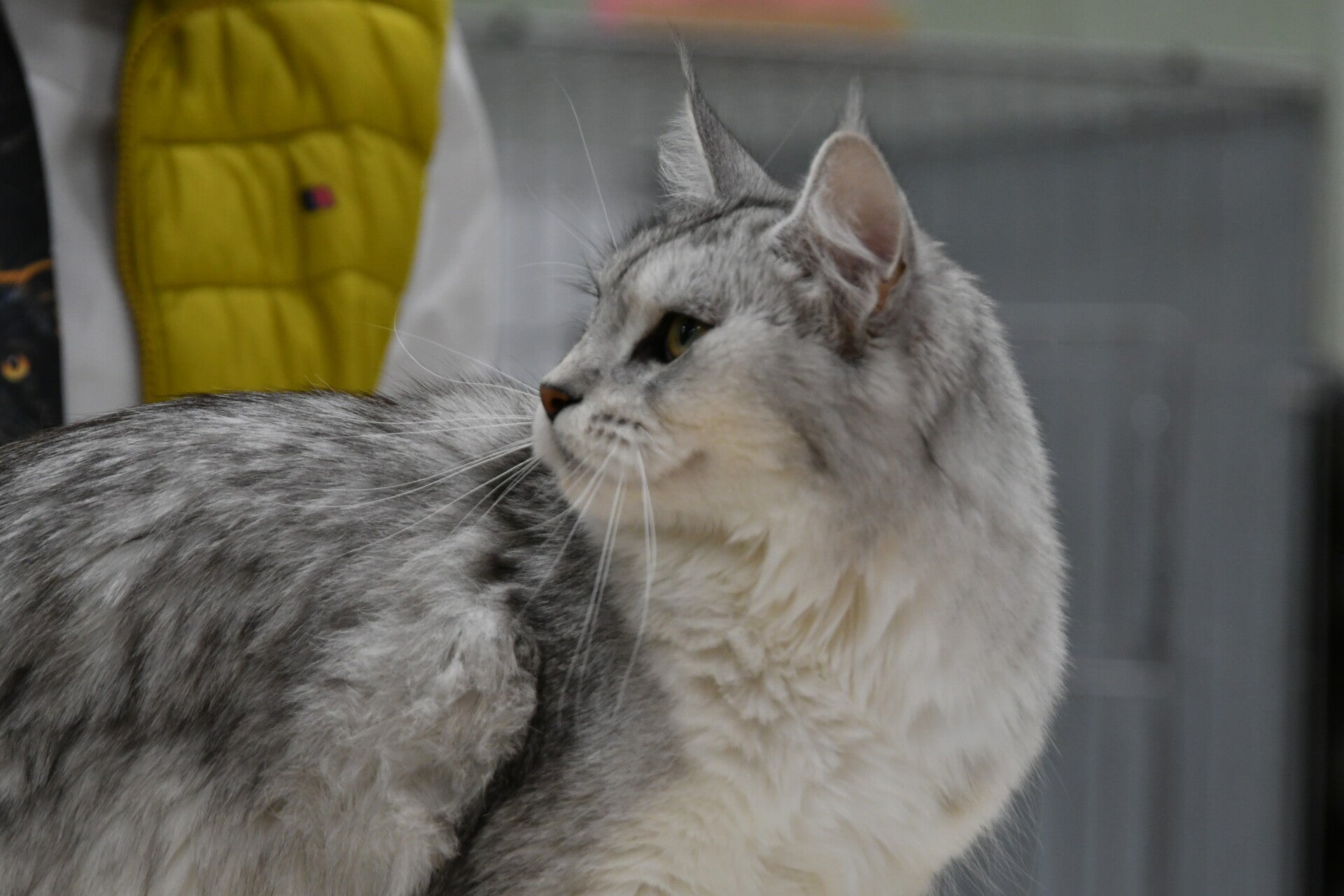 Felinology