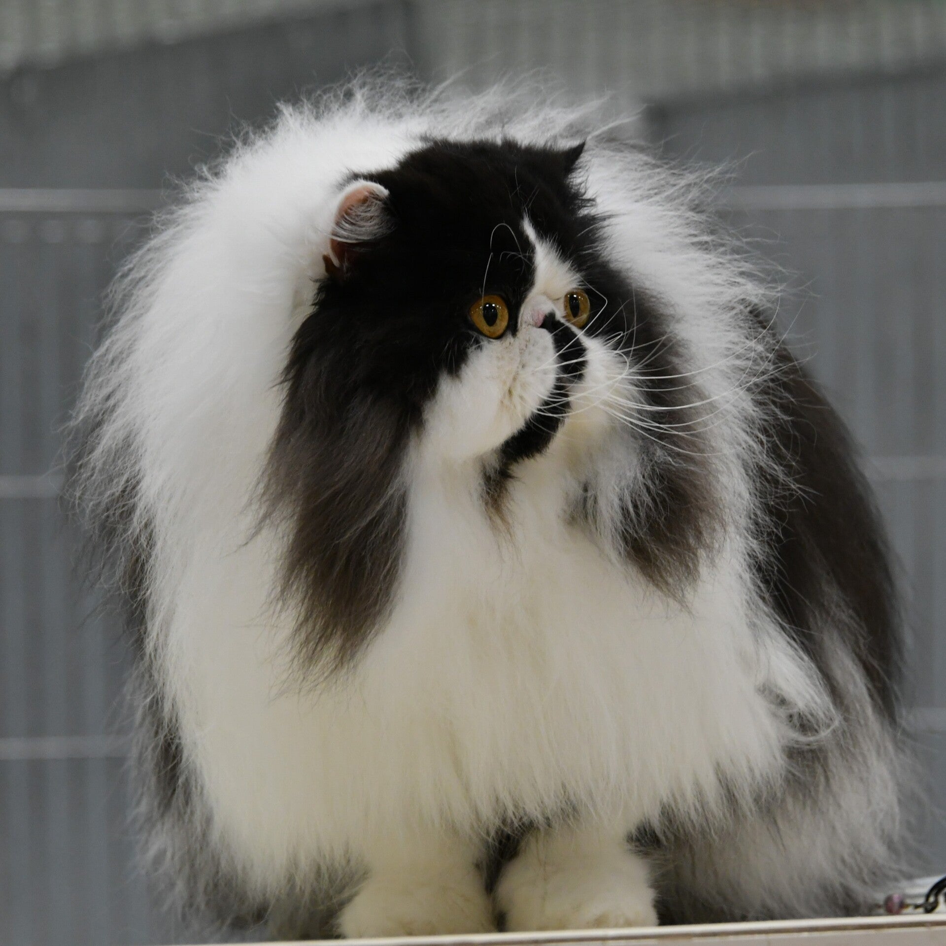 Felinology