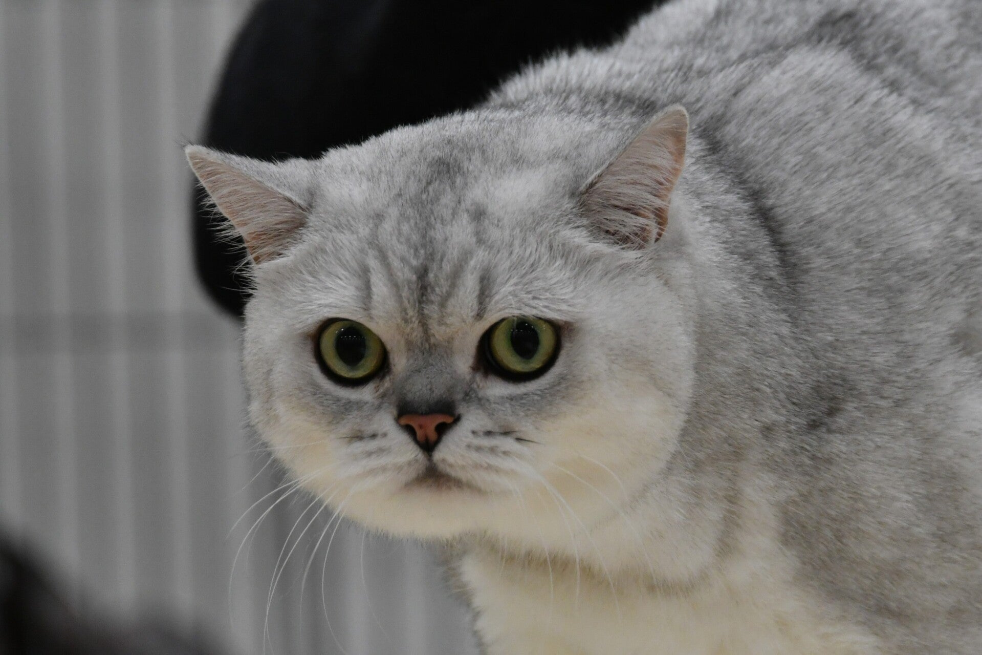 Felinology