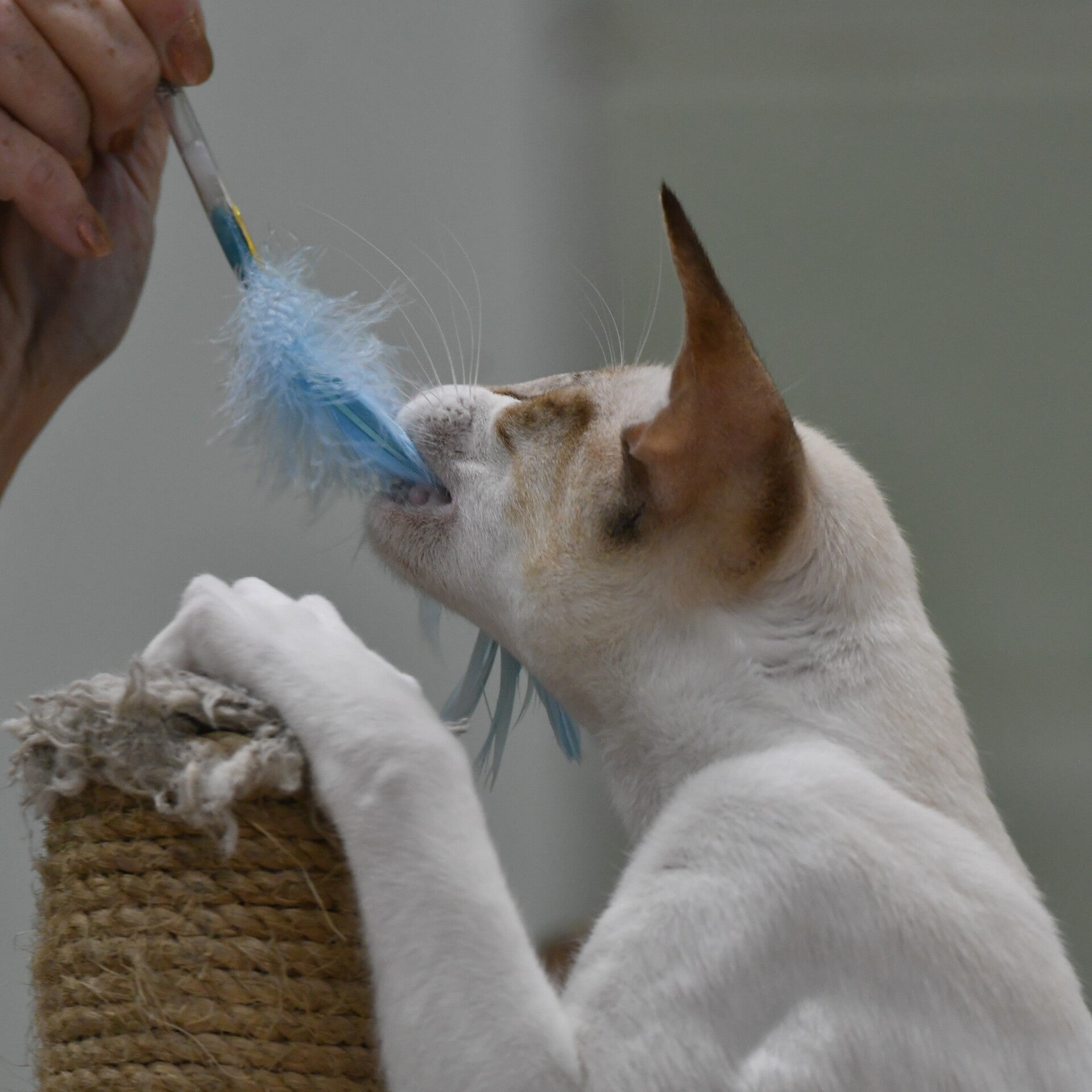 Felinology