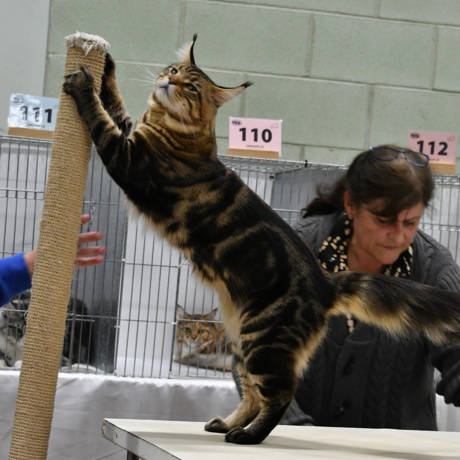 Felinology