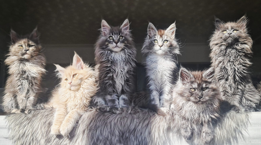 Home | Coon Cubs Nursery | Maine Coon Breeders in Callander