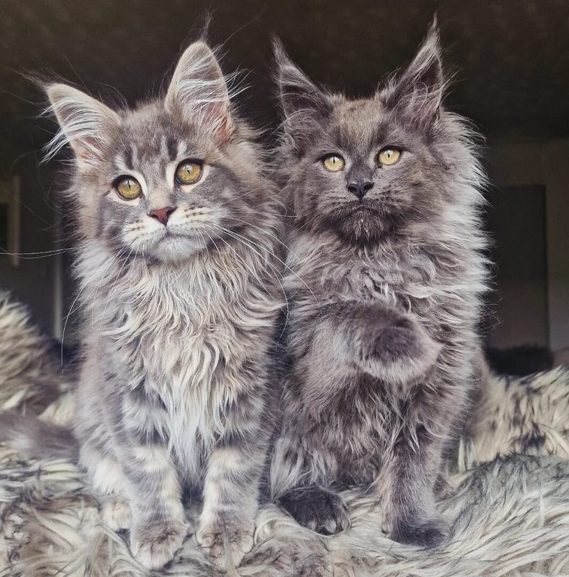 Maine Coon Breeder UK | Scottish Maine Coon Kittens for Sale
