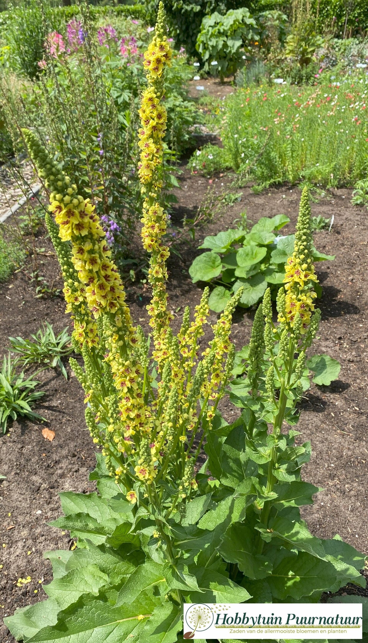 Zwarte Toorts - Verbascum nigrum 350 zaden | Hobbytuin Puurnatuur Zaden