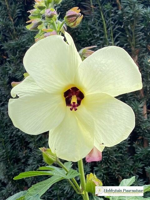 Aibika - Abelmoschus manihot 10 zaden | Hobbytuin Puurnatuur Zaden