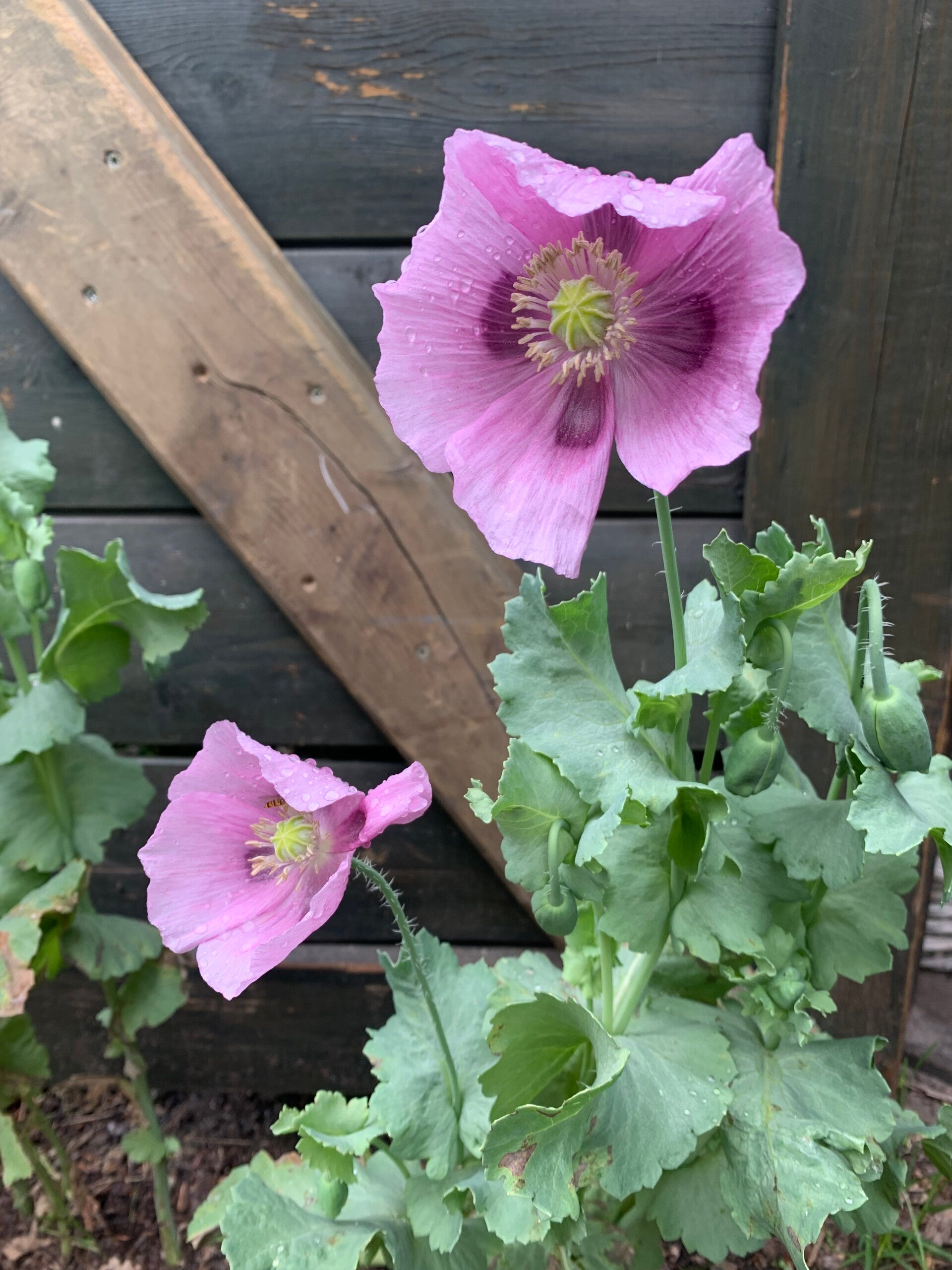 Slaapbol Blauwmaanzaad - Papaver somniferum 500 zaden | Hobbytuin ...