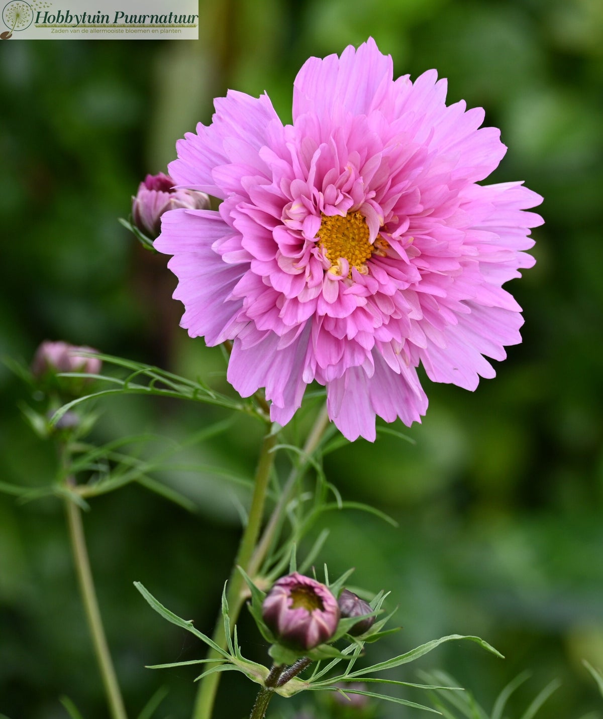 Cosmea Dubbel roze - Cosmos bipinnatus Double Dutch Rose 20 zaden ...