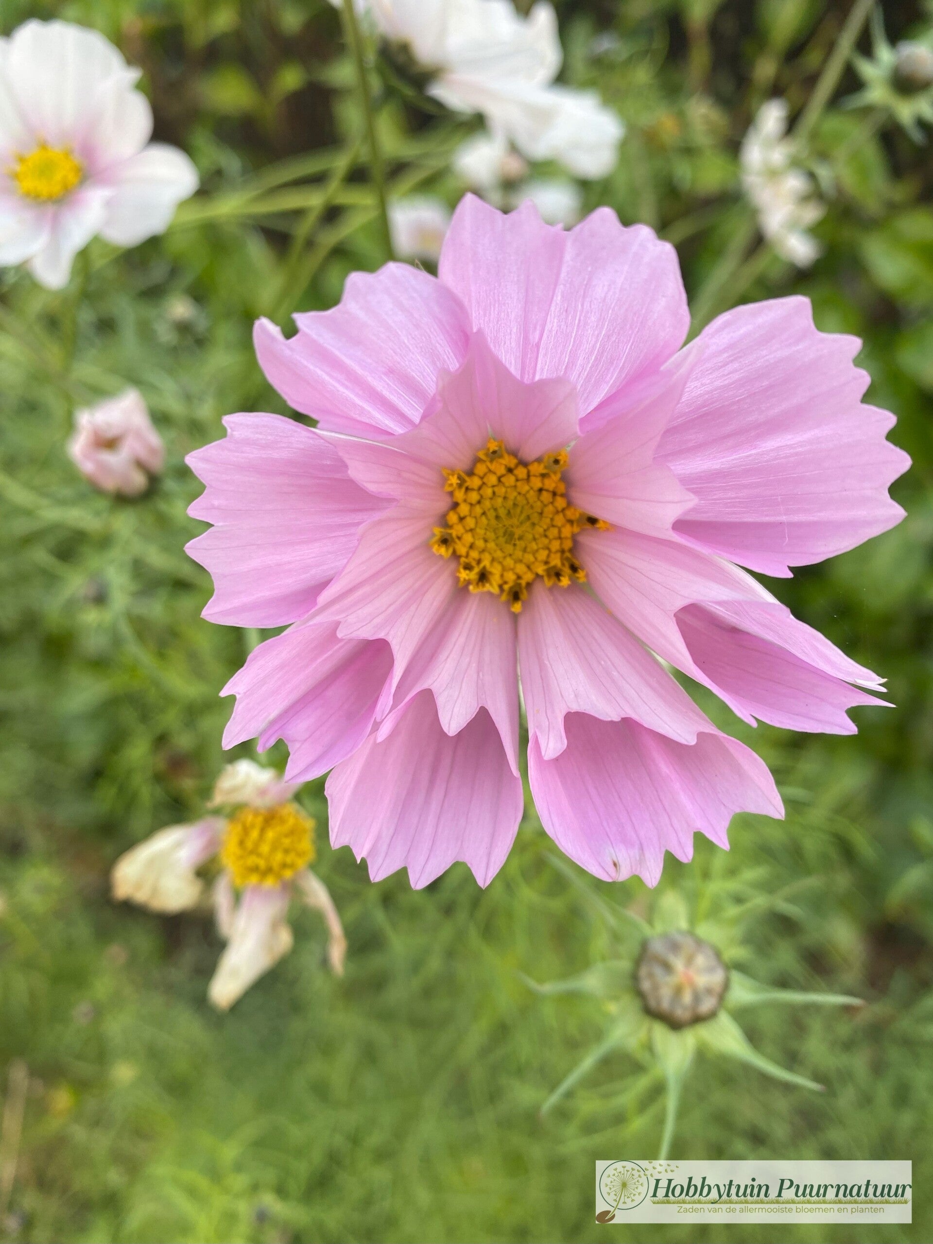 Cosmea Sea Shells mix - Cosmos bipinnatus Sea Shells mix 10 zaden ...