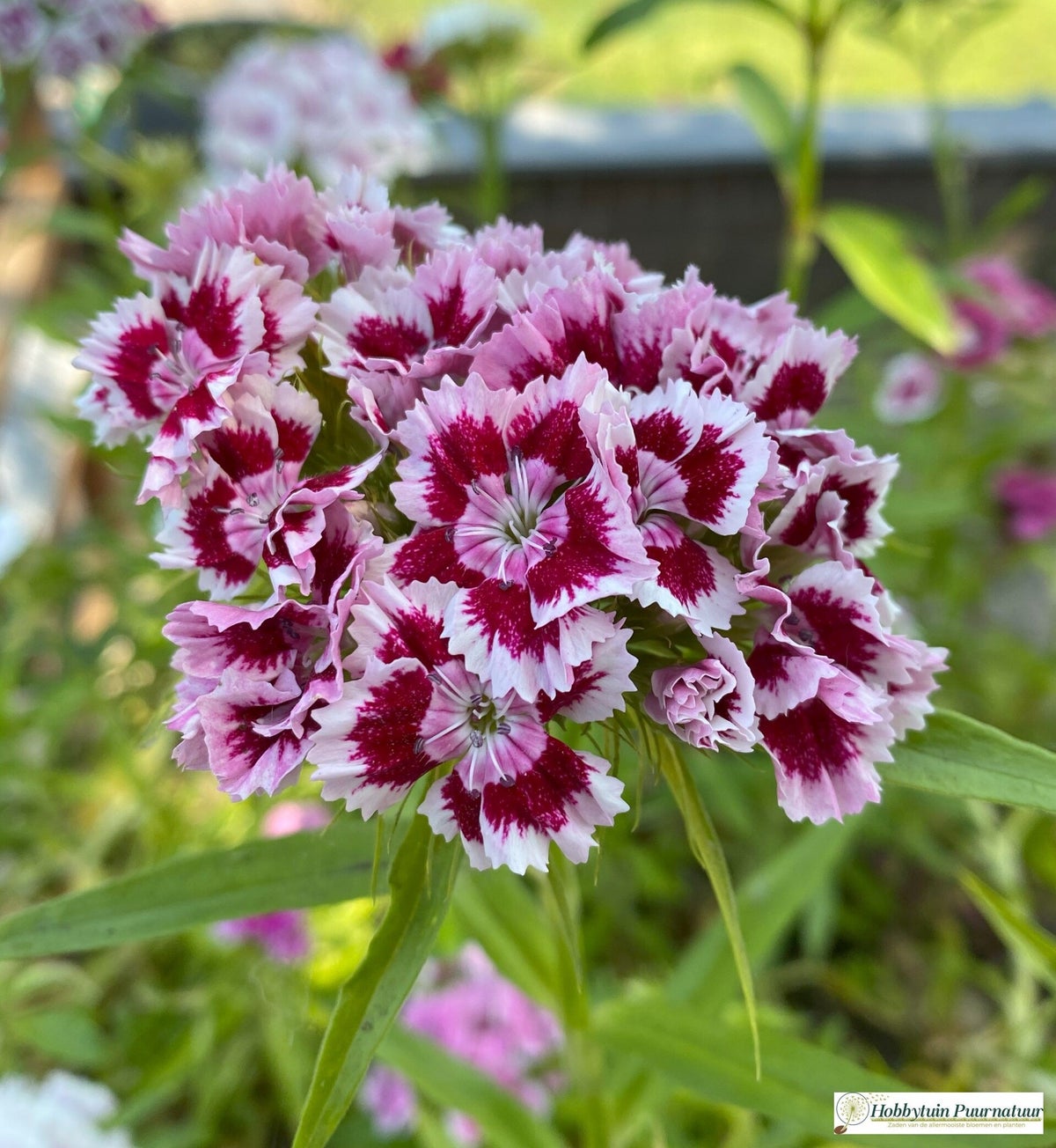 Duizendschoon hoog mix - Dianthus barbatus Super Duplex mixture 50 ...